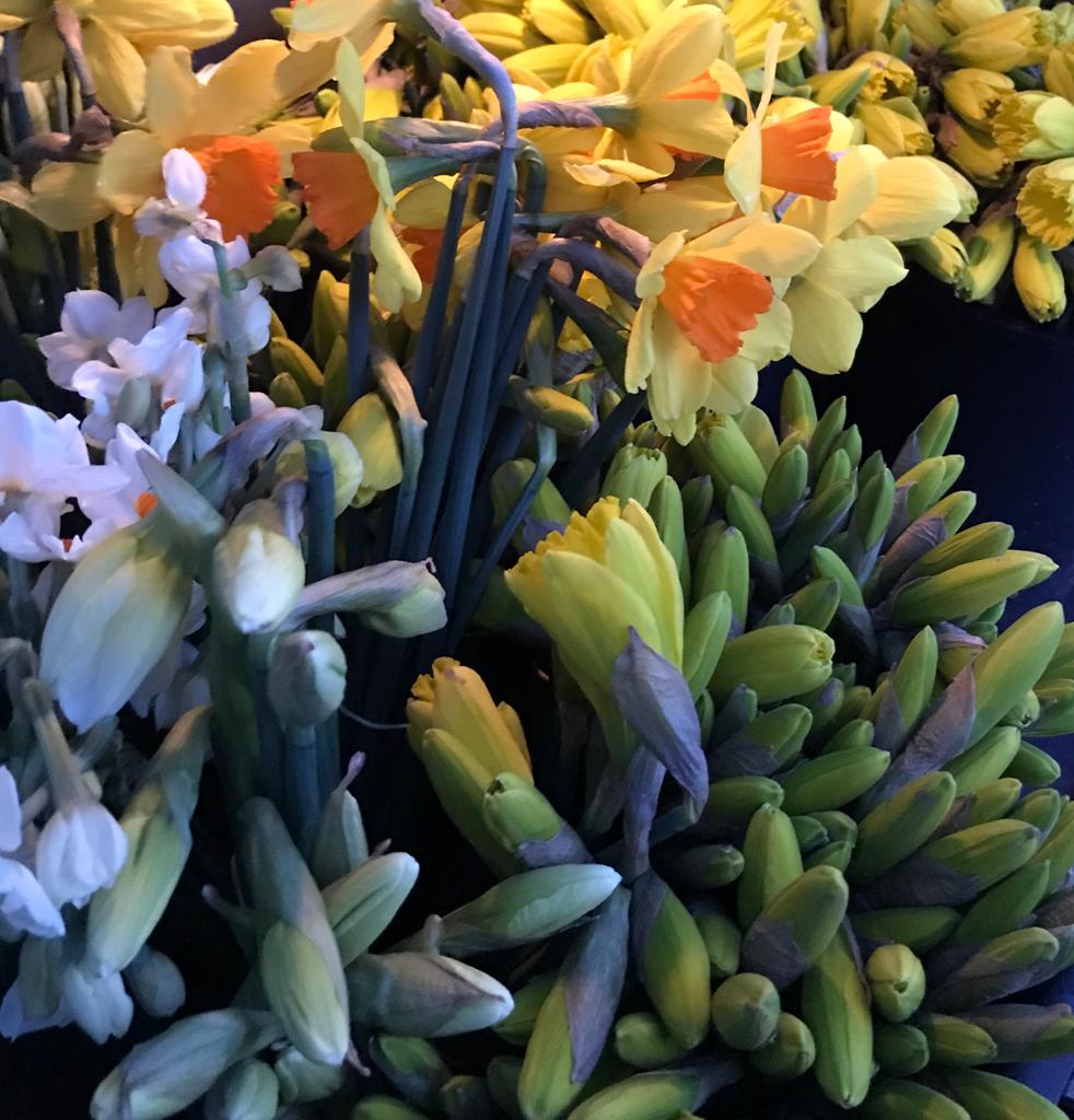 Mixed Colour Daffodils ( 30 stems) – Welsh Daffodils