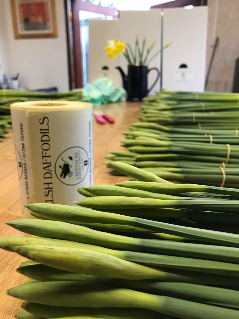 Wholesale Daffodil Boxes 50, 75 or 100 Bunches of 10 stems – Welsh ...